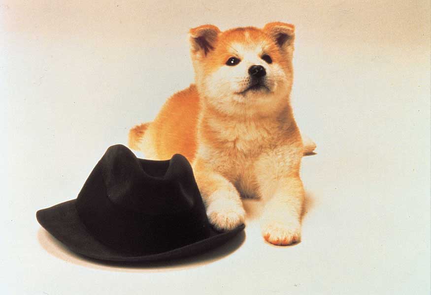 하치 이야기 (Hachi-ko Monogatari) 상세정보 | 씨네21